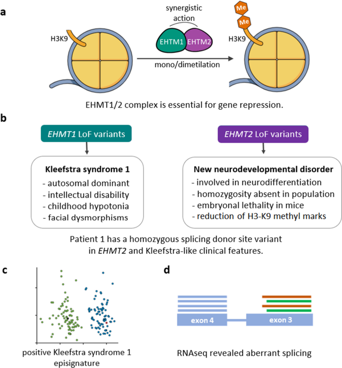 EHMT2 as a Candidate Gene for an Autosomal Recessive Neurodevelopmental ...