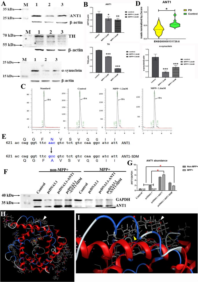 Adenine Nucleotide Translocase 1 Promotes Functional Integrity of ...