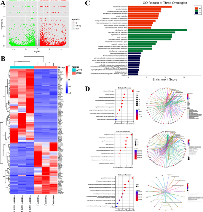 Adenine Nucleotide Translocase 1 Promotes Functional Integrity of ...