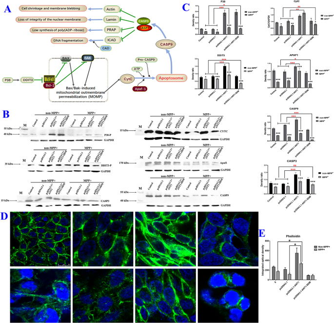 Adenine Nucleotide Translocase 1 Promotes Functional Integrity of ...
