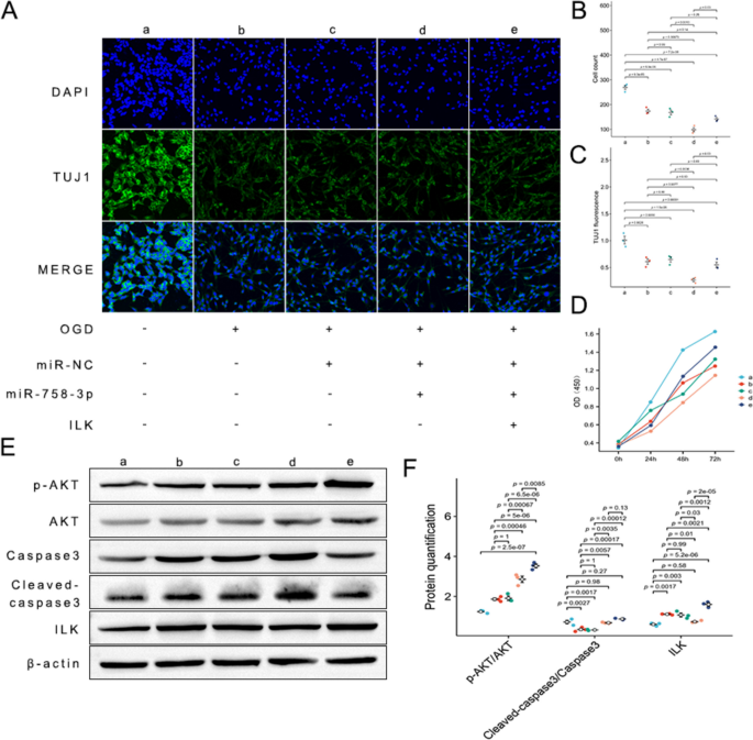miR-758-3p Interferes with Neuronal Apoptosis in Cerebral Ischemia ...