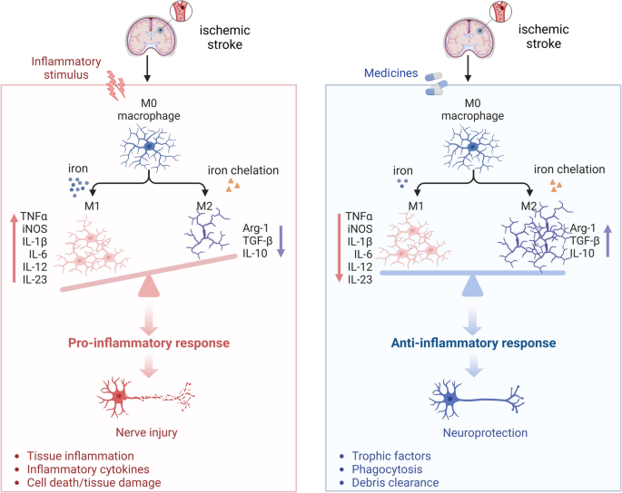 Exploring the Nexus: How Ferroptosis, Microglia, and Neuroinflammation ...