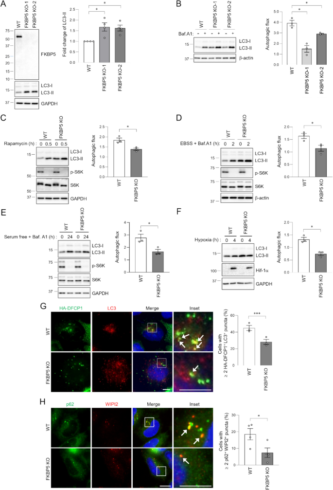 A depression-associated protein FKBP5 functions in autophagy initiation ...