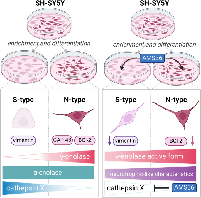 α-Enolase and γ-Enolase Expression in Enriched S- and N-Type SH-SY5Y ...