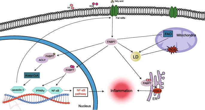 The Role of Fatty Acid Binding Protein 7 in Neurological Diseases ...
