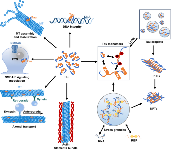 Tau Liquid–Liquid Phase Separation in Alzheimer’s Disease: Mechanisms ...