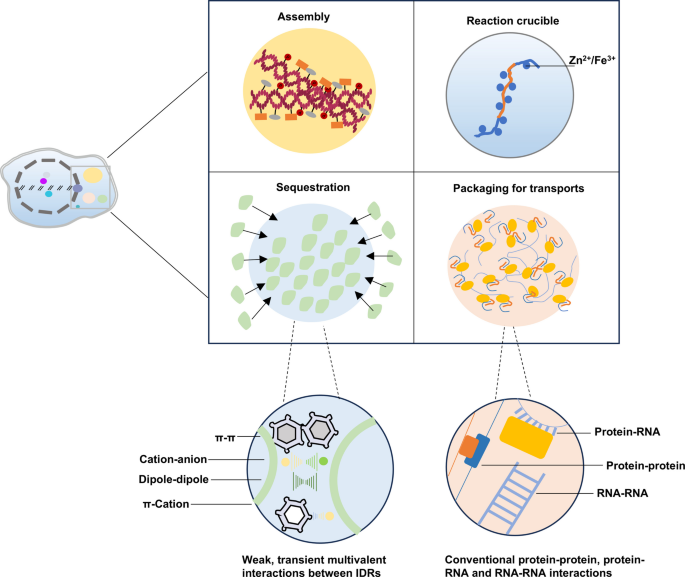 Tau Liquid–Liquid Phase Separation in Alzheimer’s Disease: Mechanisms ...