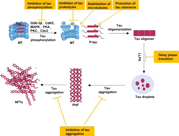 Tau Liquid–Liquid Phase Separation in Alzheimer’s Disease: Mechanisms ...