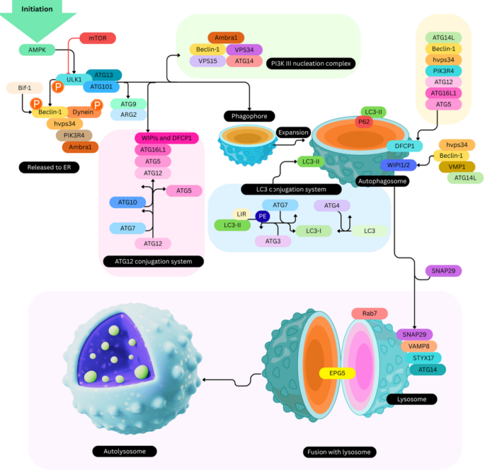 Navigating the Autophagy Maze: ATG and Their Impact on ...