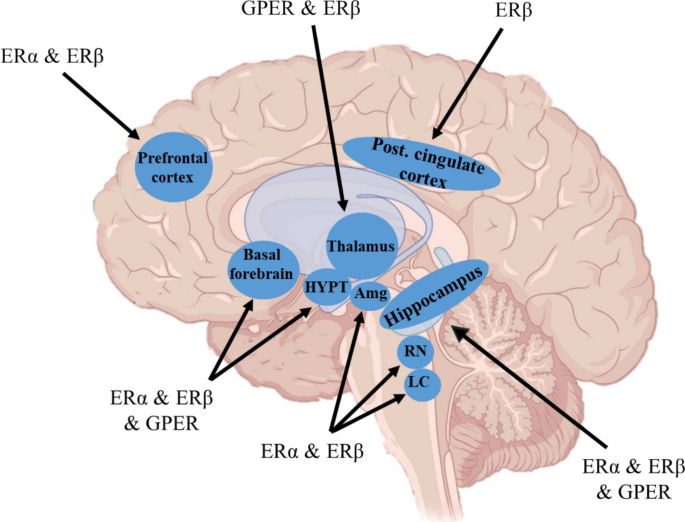 Beyond Estrogen: Unraveling the Complexities of Hormonal Signaling ...