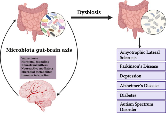 Attenuating Neurotoxicity Through Fecal Microbiota Transplant ...