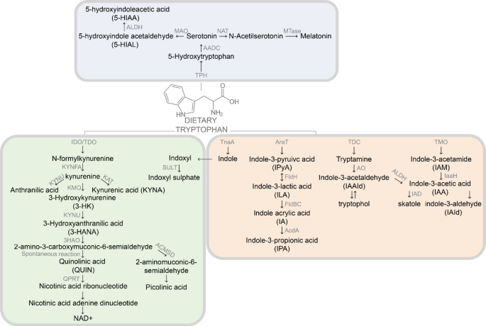 Tryptophan Metabolism in Neurodevelopment and Its Implications For ...
