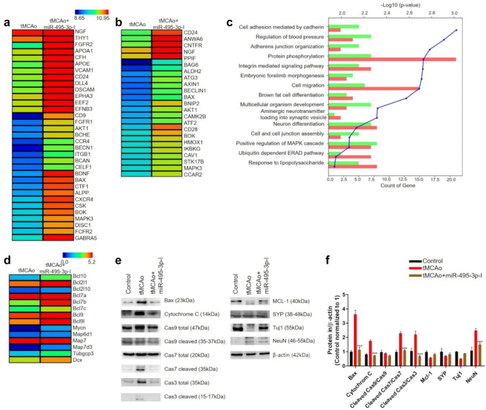 miR-495-3p Attenuates Neuronal Apoptosis Through The Activation of Wnt ...