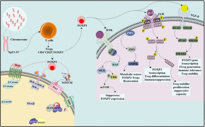 Exploring the Immunomodulatory Role of Forkhead Box Protein 3 (FOXP3 ...