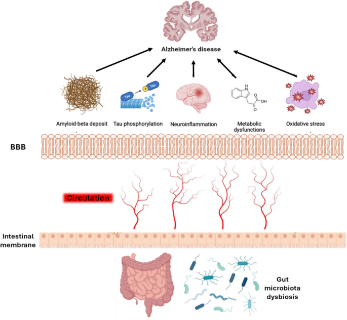 The Gut-Brain Axis in Alzheimer’s Disease: Exploring Microbial ...