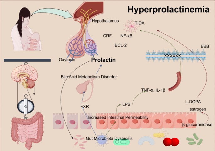 Hyperprolactinemia and Brain Health: Exploring the Gut-Brain Axis and Therapeutic Strategies ...
