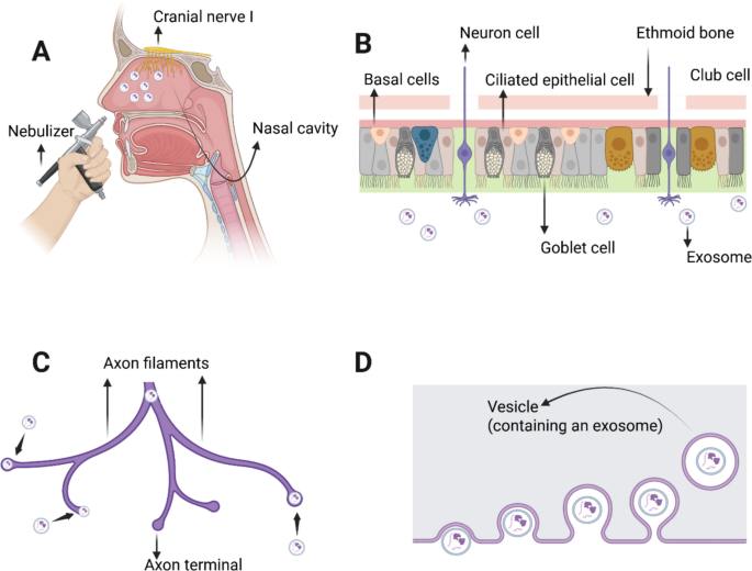 Advances in Intranasal Delivery of Exosomes for Central Nervous System ...