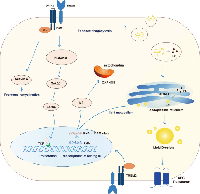 The Role of TREM2 After Stroke: From Mechanisms to Therapeutic ...
