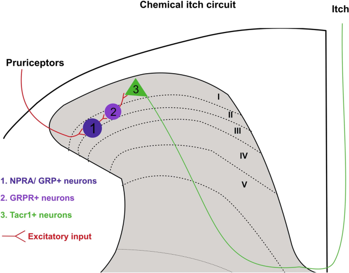 Neural pathways that compel us to scratch an itch | Journal of Biosciences