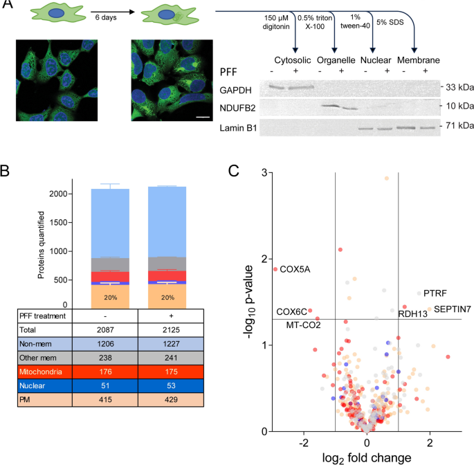 Cell membrane proteome analysis in HEK293T cells challenged with α ...