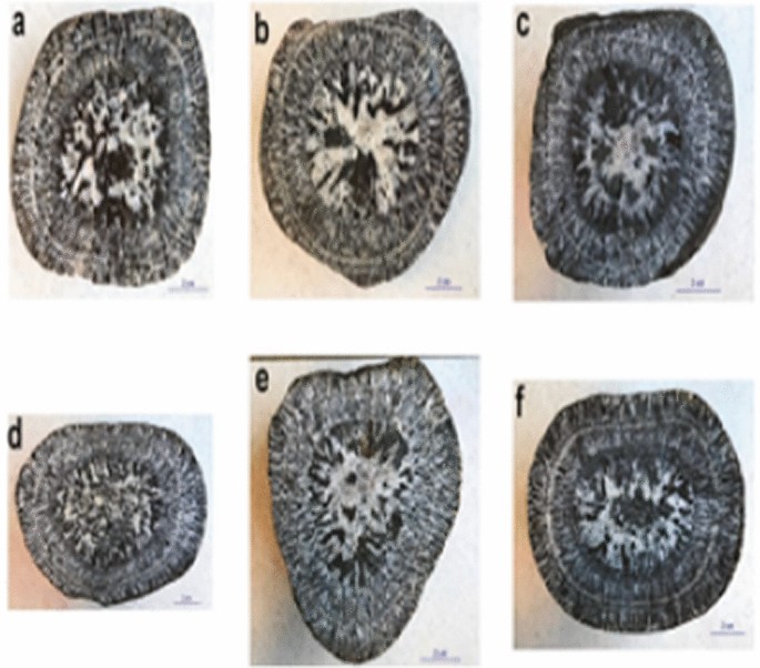 Diffusion-driven orbicular dynamics of metamorphic granites | Journal ...