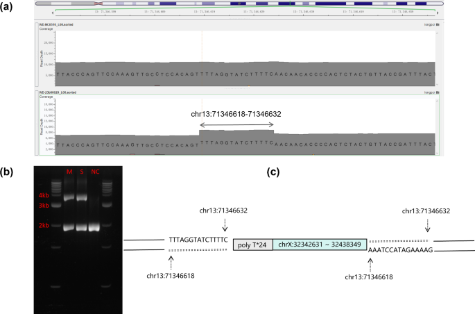 A novel partial mRNA-derived duplication of the DMD gene identified in NGS carrier screening ...