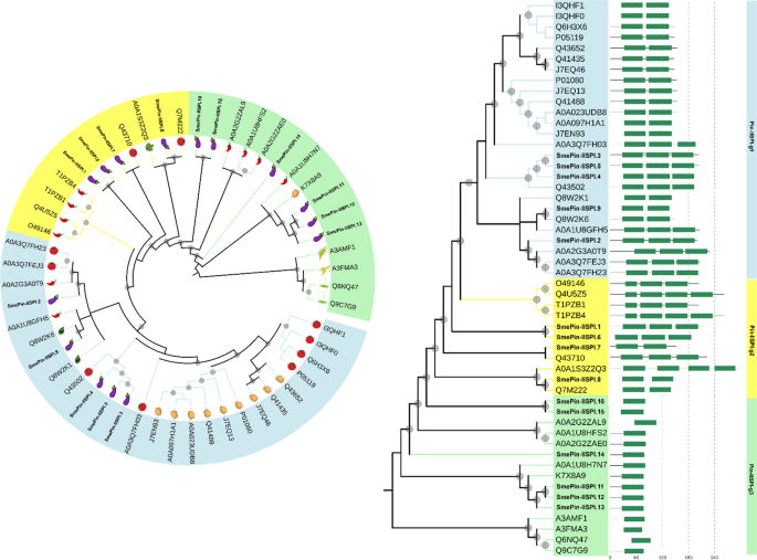 In Silico Genome-wide Identification and Expression Analysis of the Pin ...