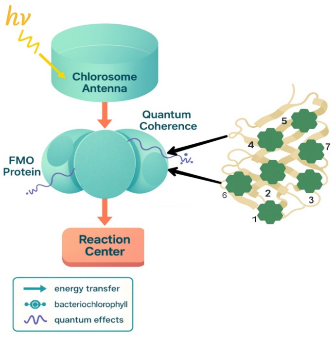 Quantum entanglement and coherence in plant signaling networks: a ...