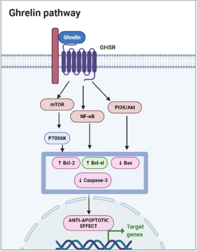 Role of Ghrelin in the Development of Oral Potentially Malignant ...