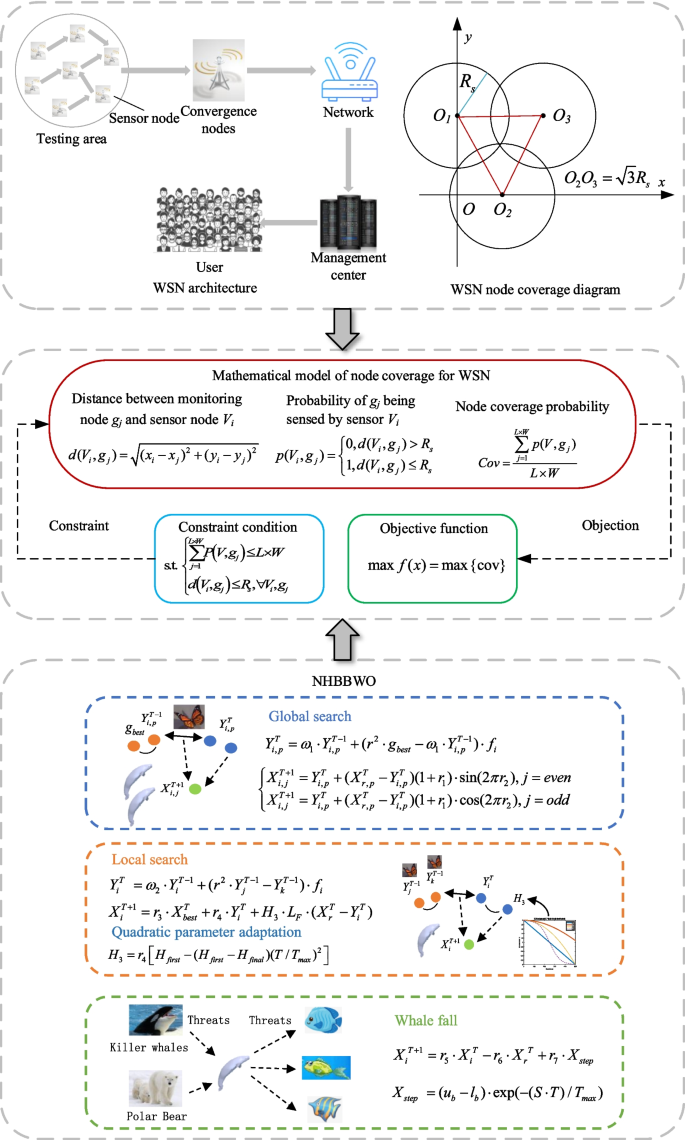 NHBBWO: A novel hybrid butterfly-beluga whale optimization algorithm with the dynamic strategy ...