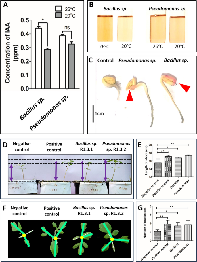 Biopriming with EPS-producing Bacteria of Sub-Himalayan-Soil Origin ...