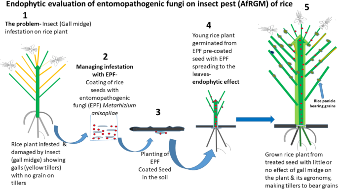 Endophytic Evaluation of Entomopathogenic Fungi for Management of Orseolia oryzivora Infestation ...