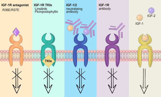 The role of IGF/IGF-1R signaling in the regulation of cancer stem cells | Clinical and ...