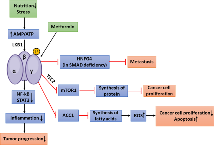 The role of AMPK in pancreatic cancer: from carcinogenesis to treatment ...