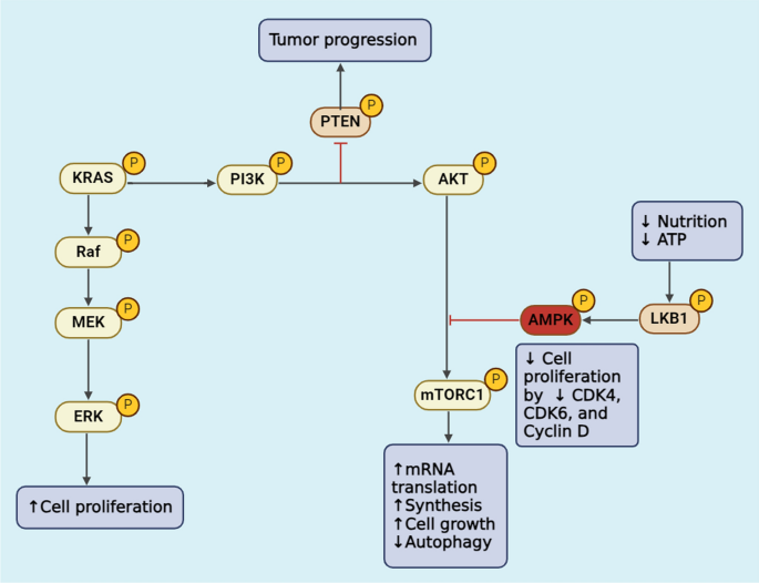 The role of AMPK in pancreatic cancer: from carcinogenesis to treatment ...