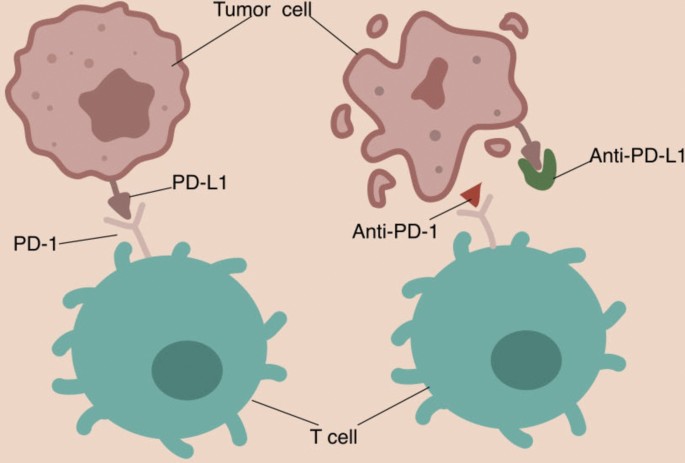 Progress in understanding the regulatory mechanisms of immune checkpoint proteins PD-1 and PD-L1 ...