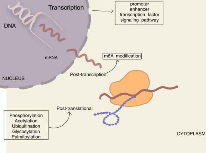 Progress in understanding the regulatory mechanisms of immune ...