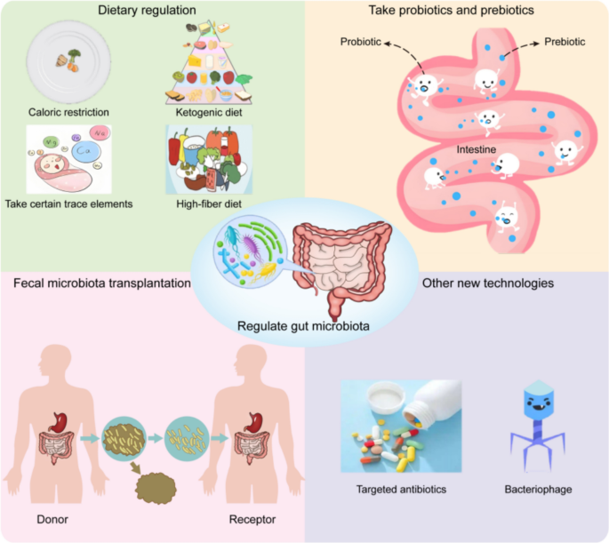 Interplay between the gut microbiota, its metabolites and carcinogens ...