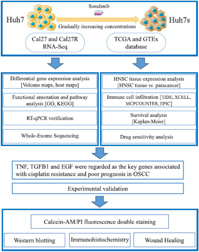 Correction: Transcriptome analysis of key genes and pathways associated with cisplatin ...