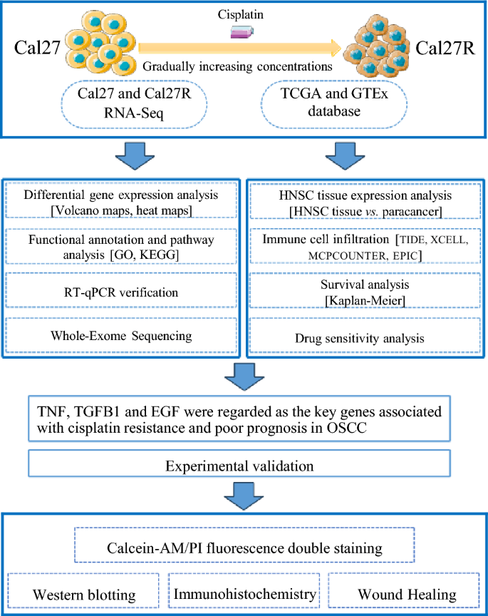Correction: Transcriptome analysis of key genes and pathways associated with cisplatin ...