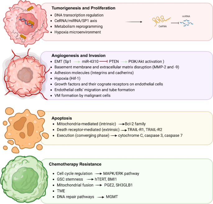 Unraveling the role of specificity protein 1 in gliomas ...