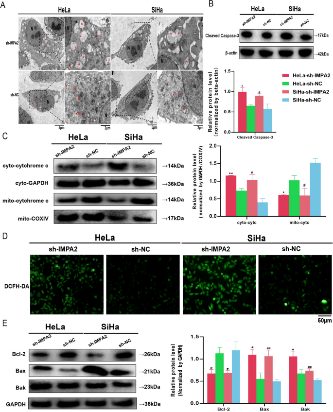 Multi-omics analysis reveals that knockdown of IMPA2 induces apoptosis ...