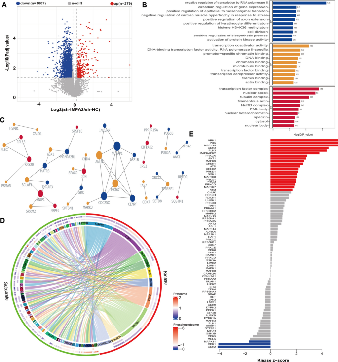 Multi-omics analysis reveals that knockdown of IMPA2 induces apoptosis ...