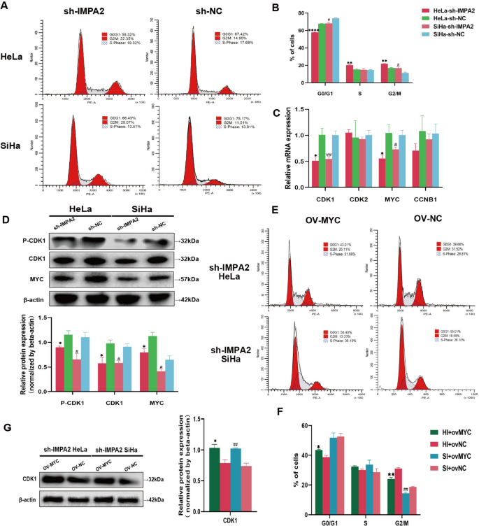 Multi-omics analysis reveals that knockdown of IMPA2 induces apoptosis ...