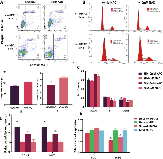 Multi-omics analysis reveals that knockdown of IMPA2 induces apoptosis ...