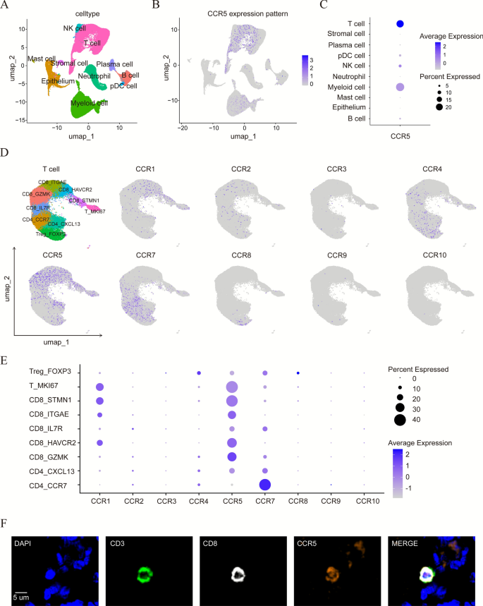 CCR5 expression defines the functional heterogeneity of tumor ...