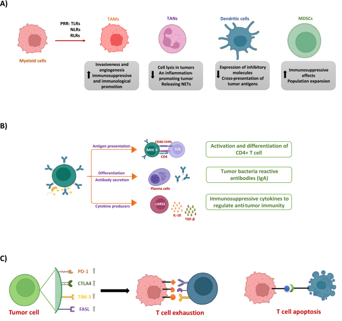 Immune–microbiota crosstalk in colorectal cancer: mechanistic pathways ...