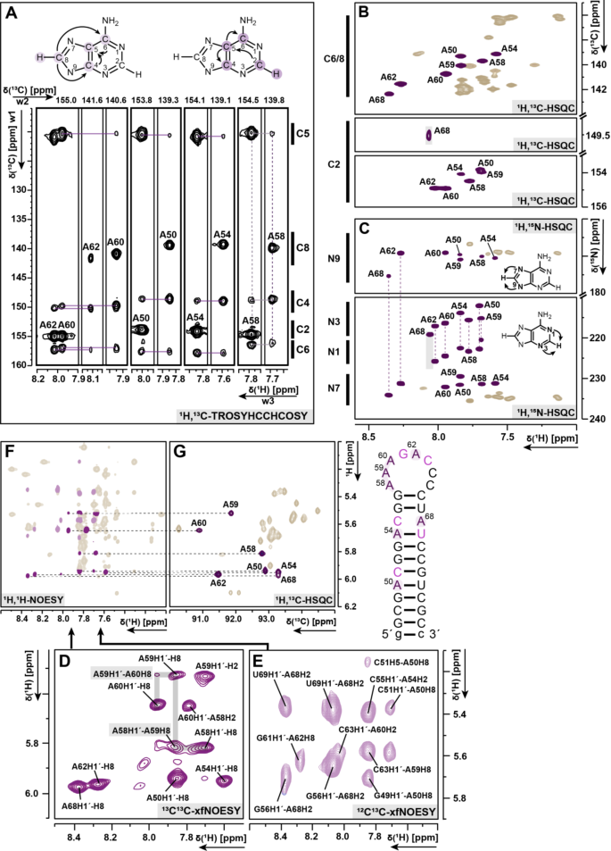 NMR characterisation of the antibiotic resistance-mediating 32mer RNA ...