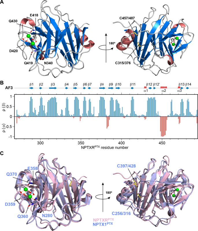 Backbone resonance assignment of the pentraxin domain of the neuronal ...