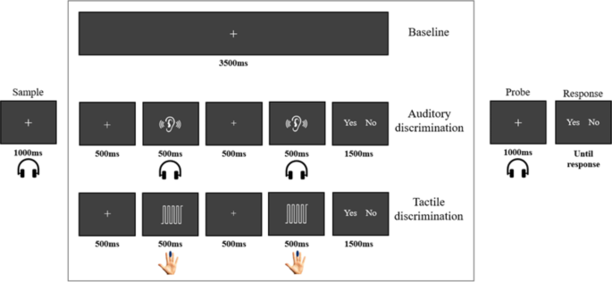 Differential maintenance of auditory and tactile working memory ...